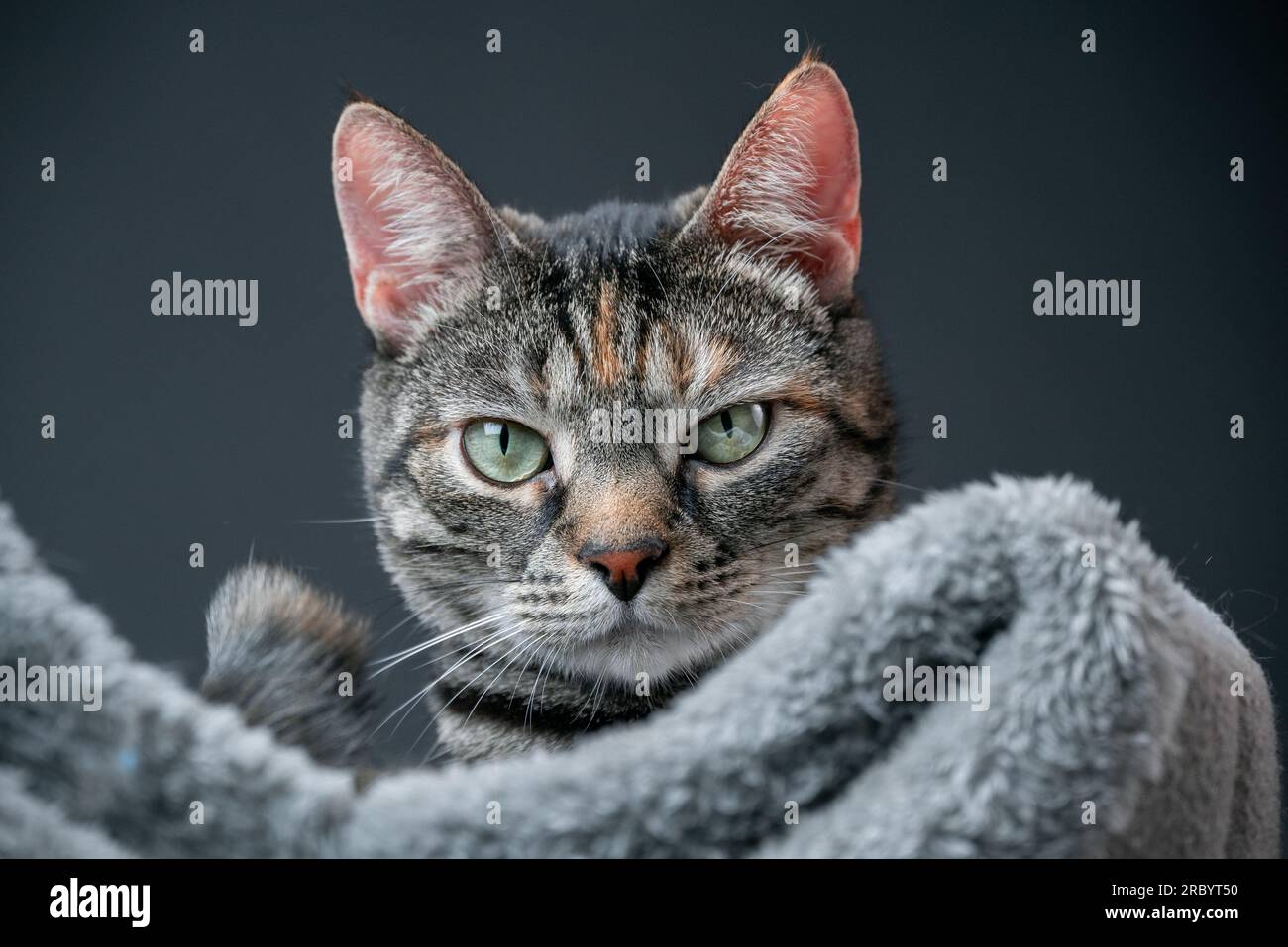 Self contained cat hi-res stock photography and images - Alamy