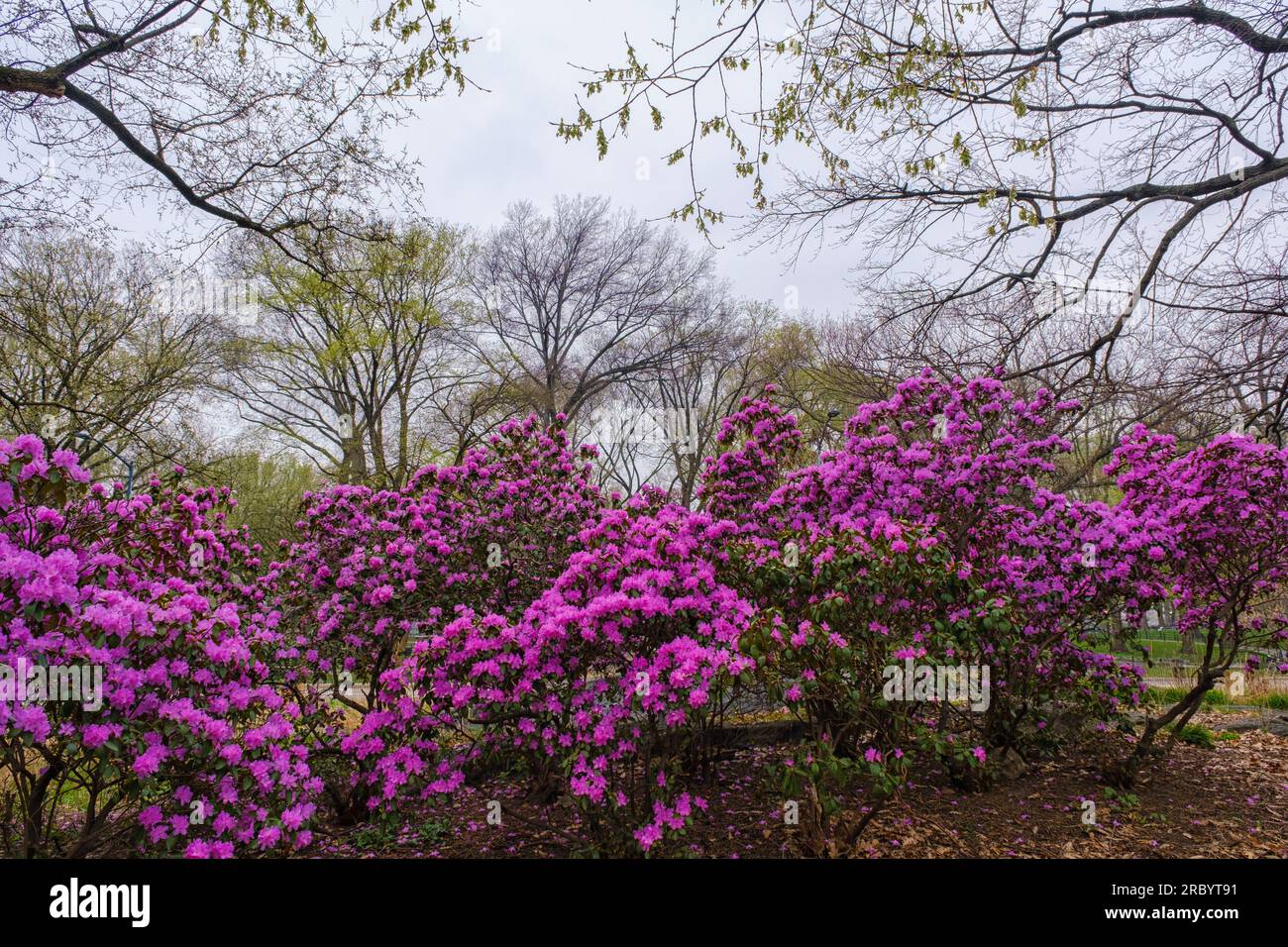 New York, USA - April 13, 2023: View of Manhattan's Central Park in ...