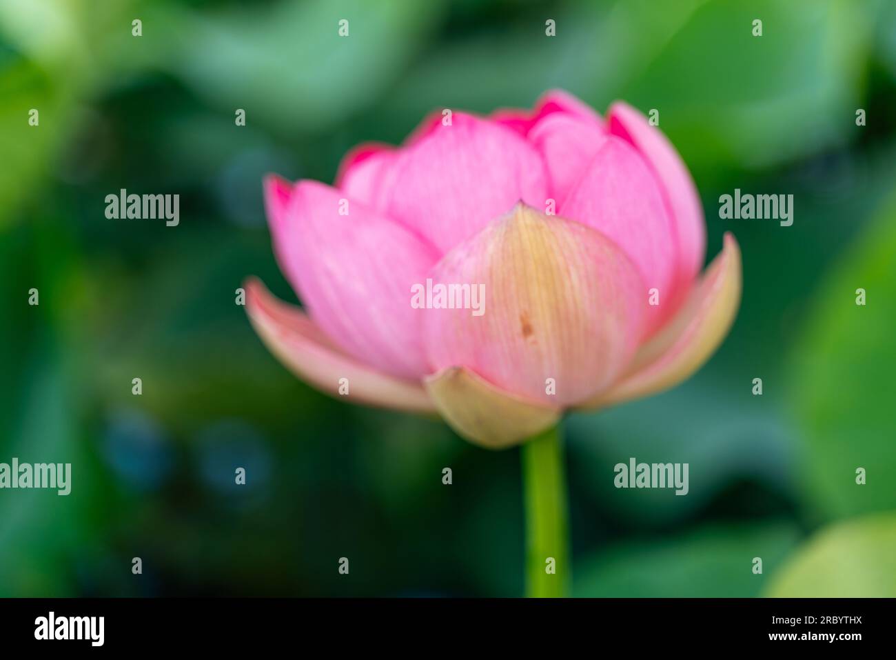 A pink lotus flower sways in the wind, Nelumbo nucifera. Against the ...