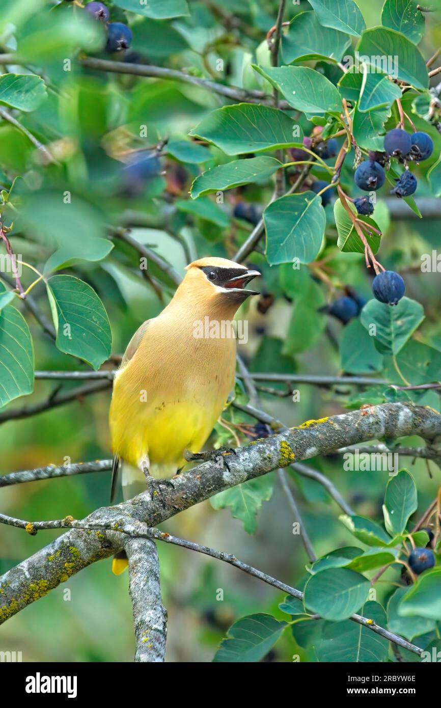 A cedar waxwing perched on a tree branch calls out in Hauser, Idaho ...
