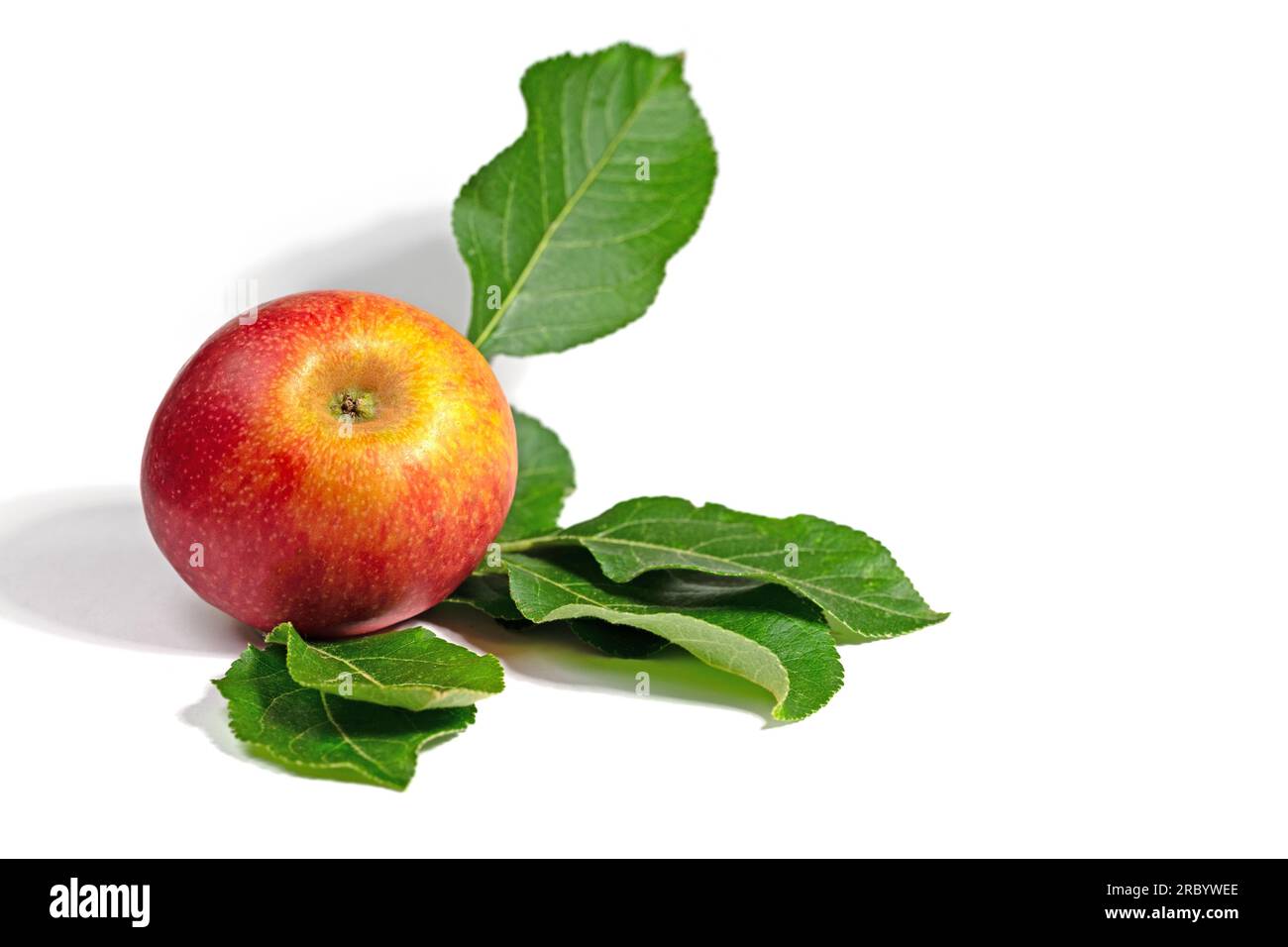Apple and leaves isolated against white background Stock Photo - Alamy