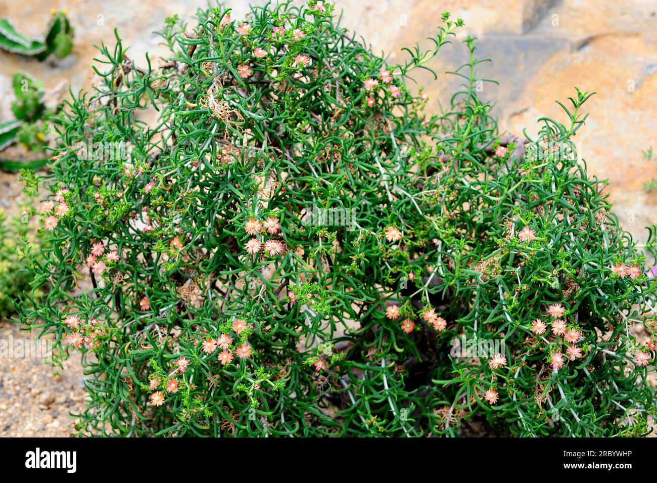 Donkey fig (Mestoklema tuberosum) is a perennial shrub native to ...