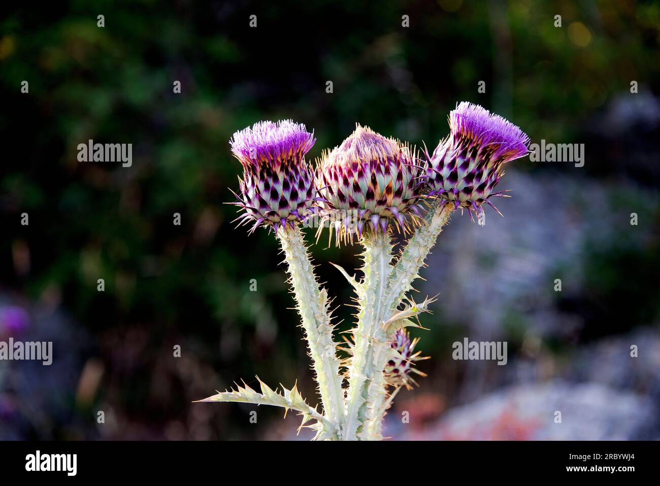 Illyrian thistle (Onopordum illyricum) is a biennal herb native to ...