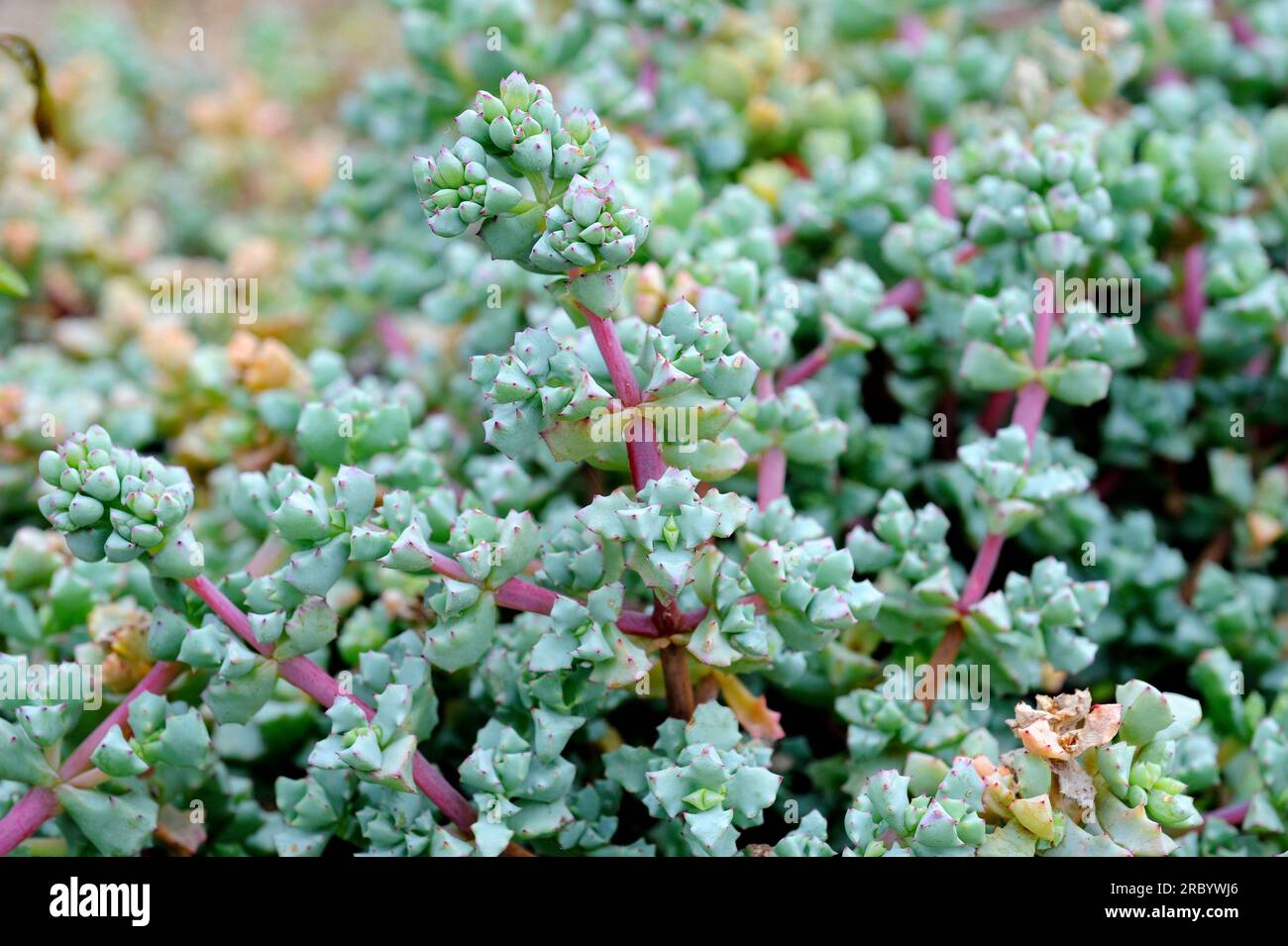 Dassievygie or sandsteenvygie (Oscularia deltoides) is a succulent ...