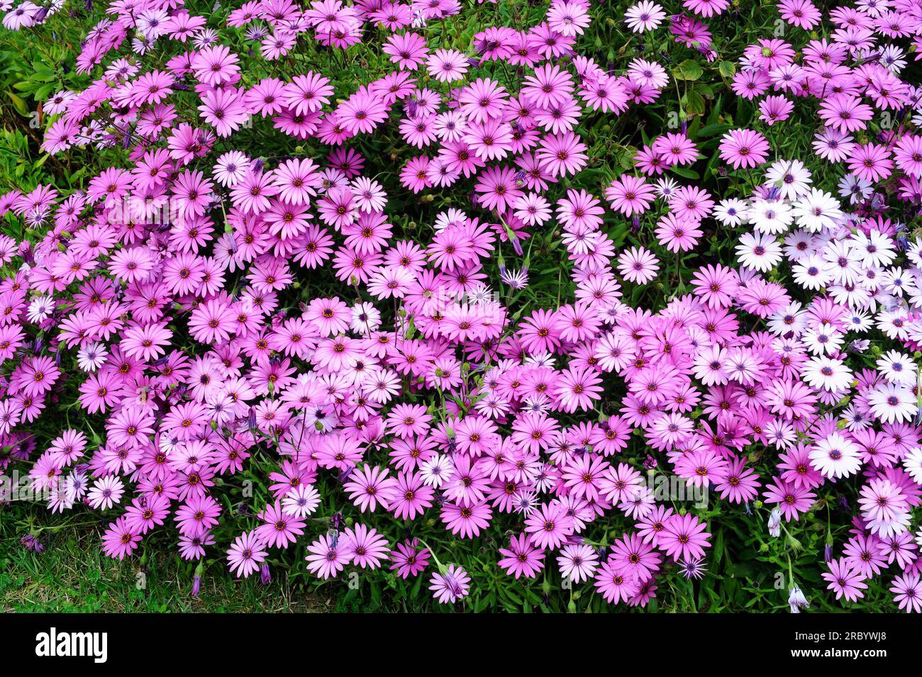 Widely cultivated as an ornamental plant hi-res stock photography and ...