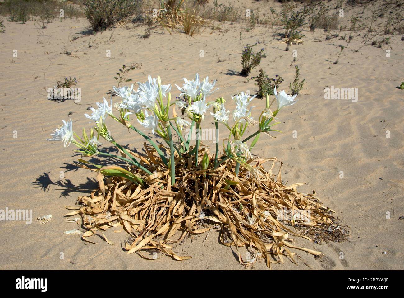 Sea daffodil (Pancratium maritimum) is a perennial herb that grows in ...