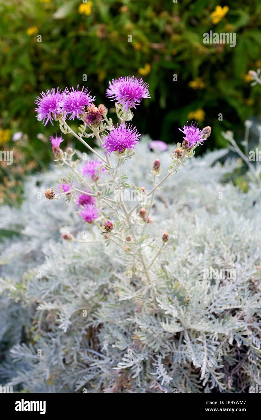 Pink knapweed (Psephellus pulcherrimus) is a perennial herb native to ...