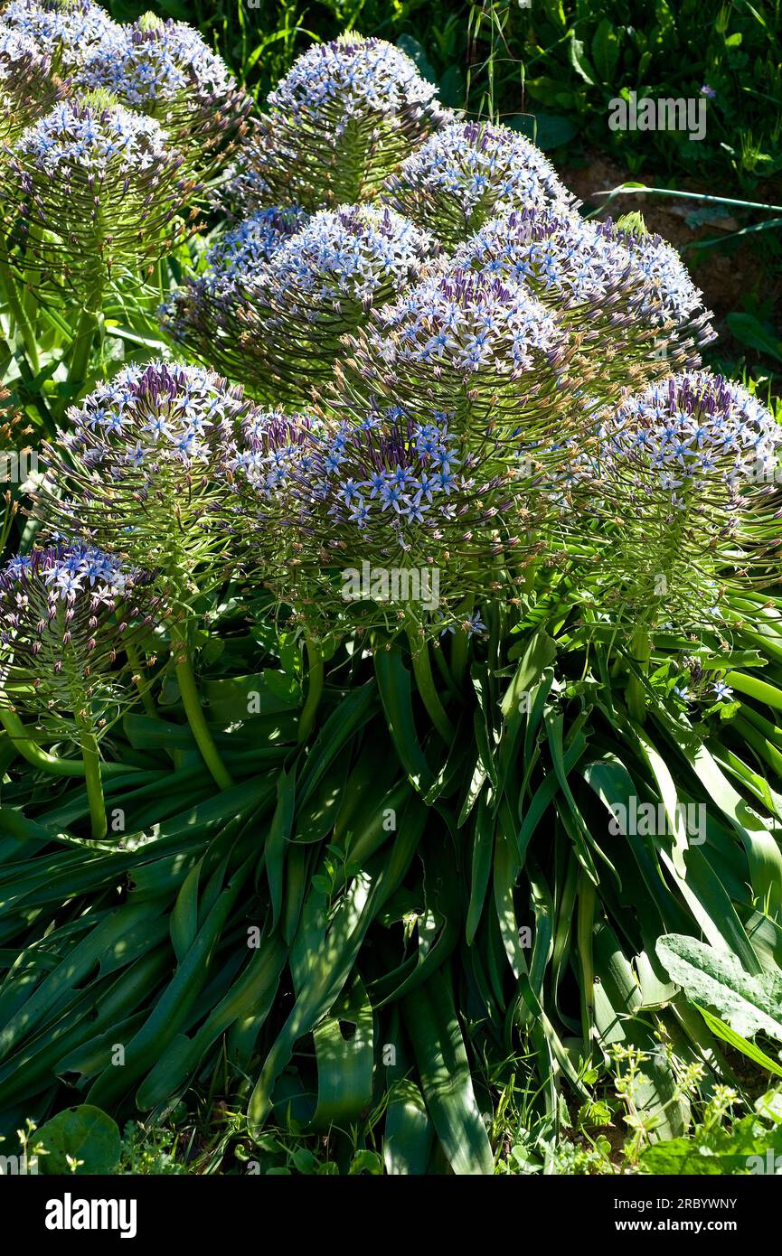 Portuguese squill (Scilla peruviana) is a perennial herb native to ...