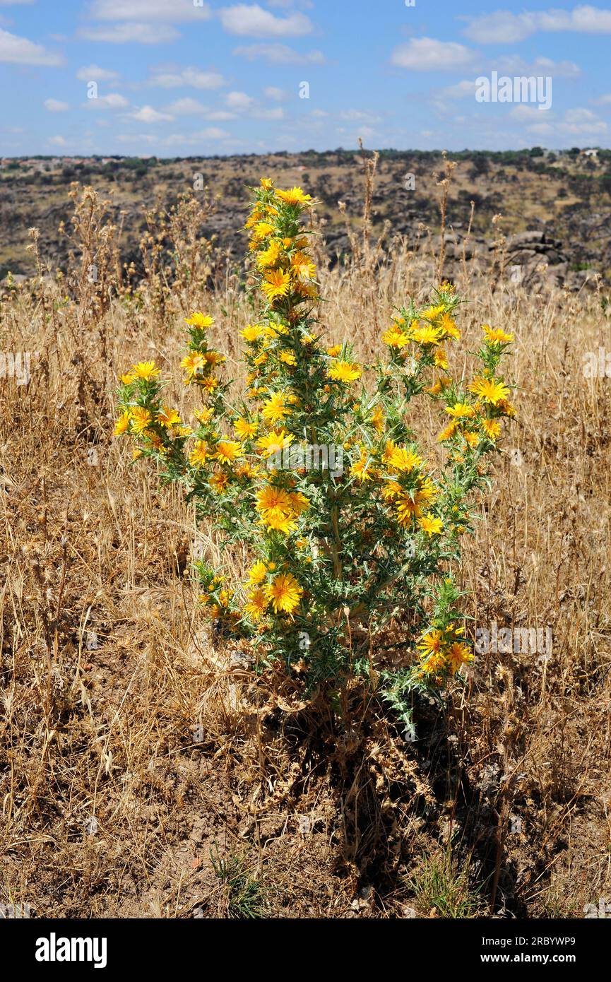 Spanish oyster thistle (Scolymus hispanicus) is an edible biennial ...
