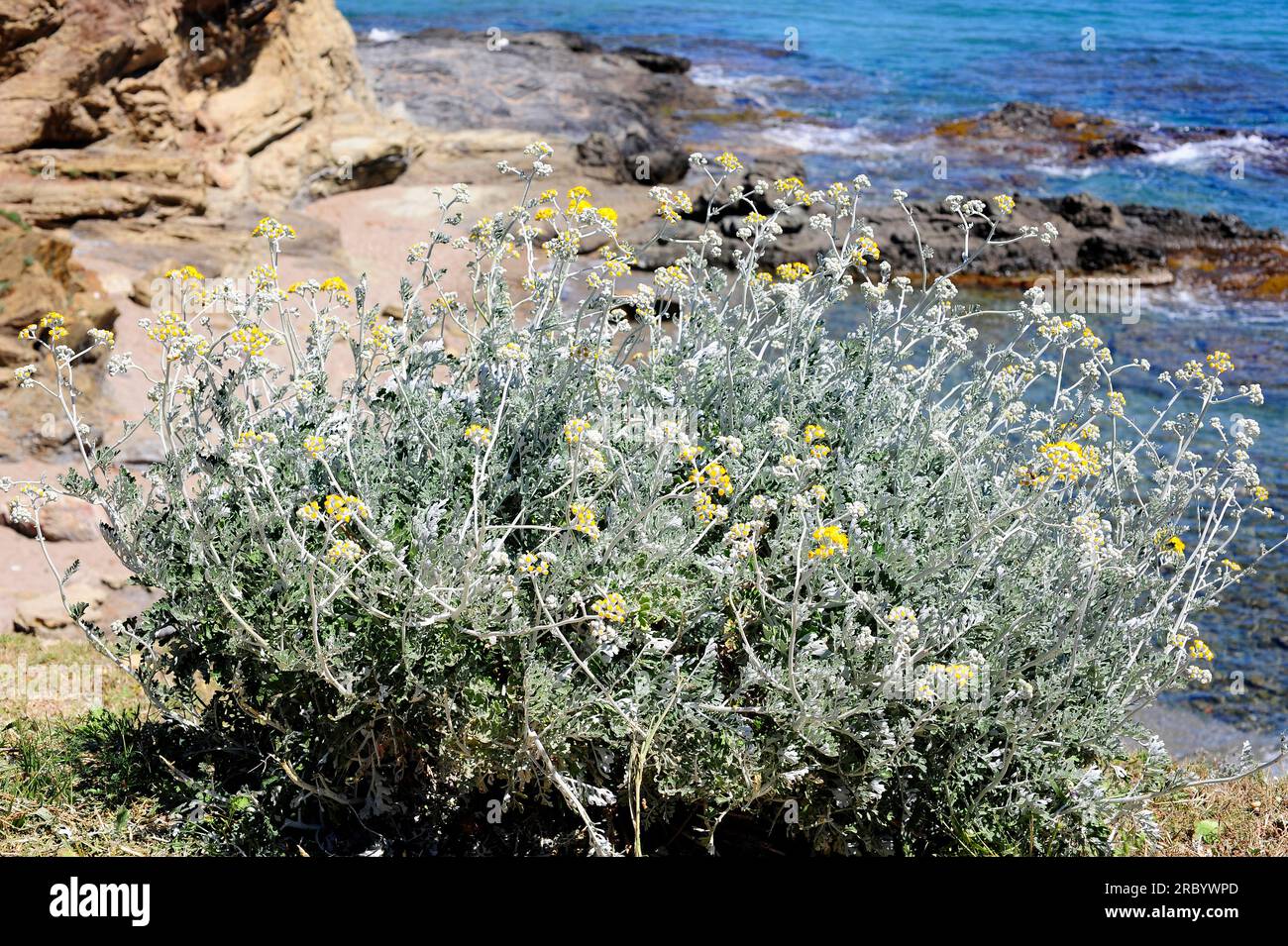 Jacobaea maritima hi-res stock photography and images - Alamy