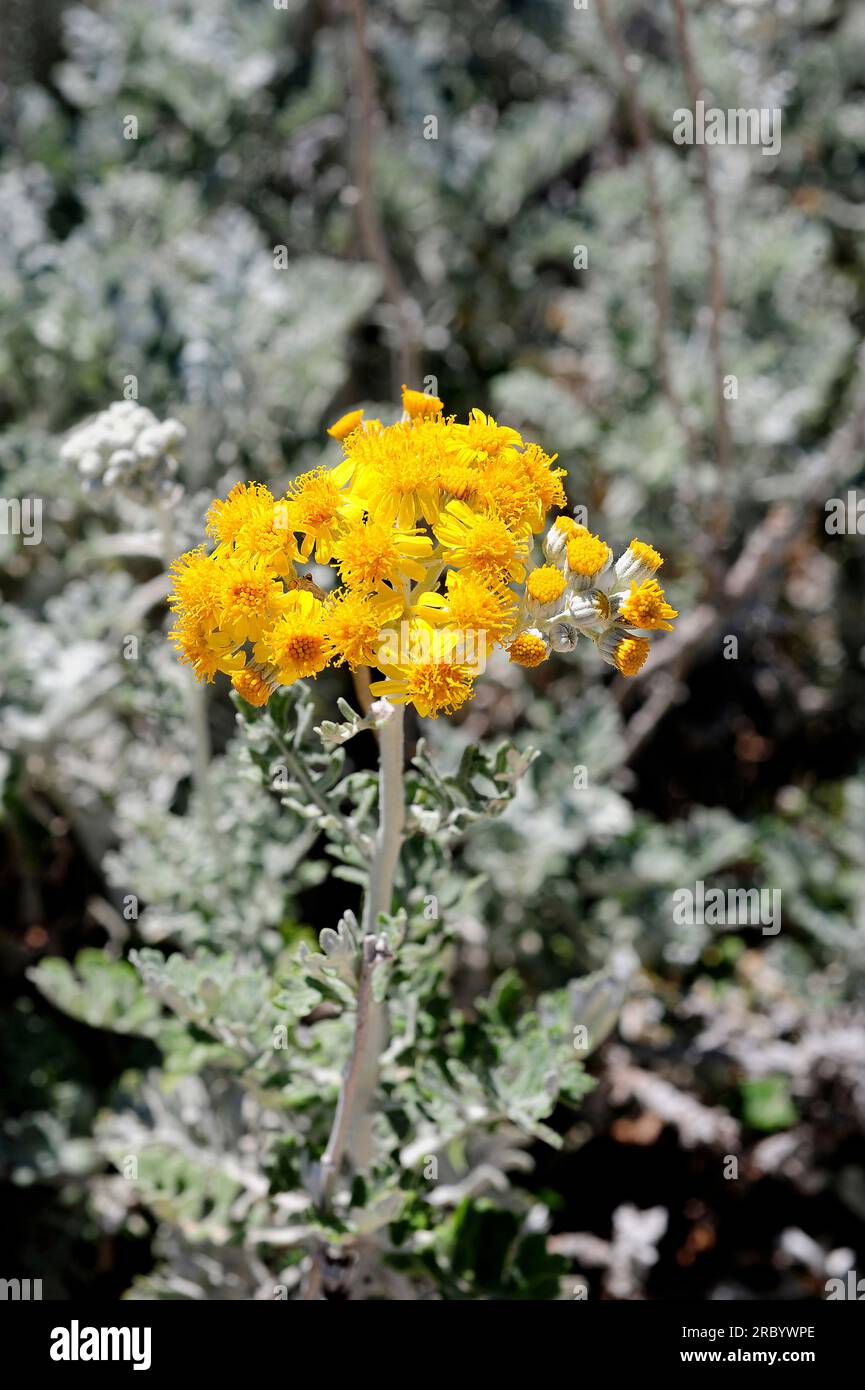 Jacobaea maritima hi-res stock photography and images - Alamy