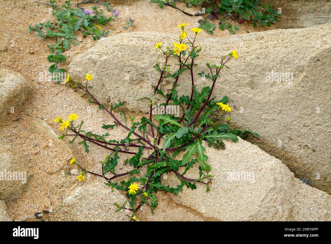Coastal ragwort (Senecio leucanthemifolius) is an annual herb native to ...