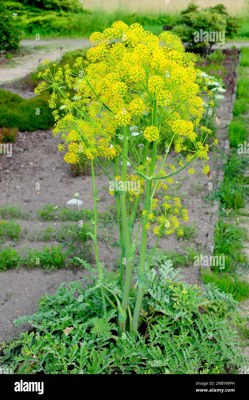 Villous deadly carrot (Thapsia villosa) is a perennial herb native to ...