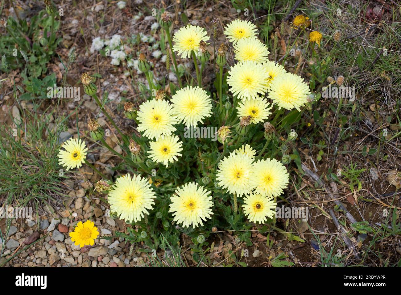 Smooth golden fleece (Urospermum delechampii) is a perennial herb ...