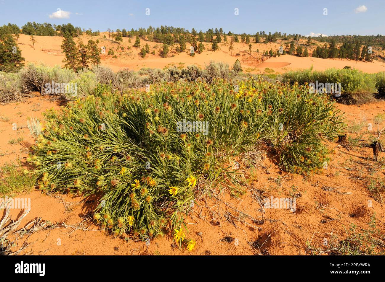 Badlands mule-ears (Scabrethia scabra or Wyethia scabra) is a perennial ...