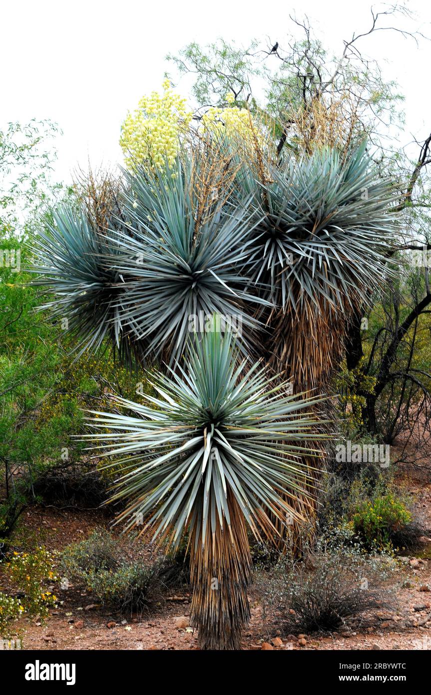 Blue yucca (Yucca rigida or Yucca luminosa) is a shrub native to ...