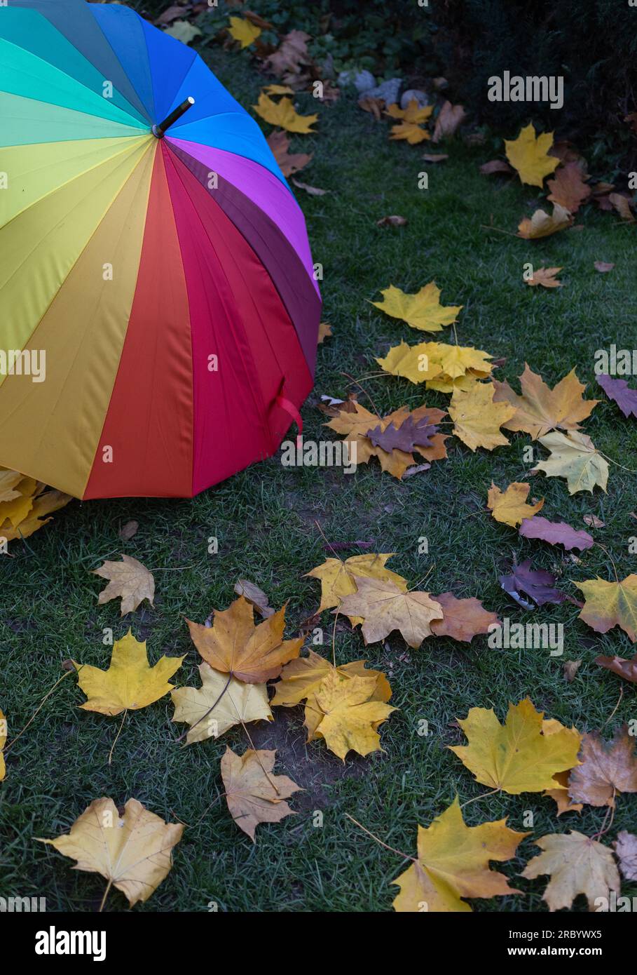 Hello, Autumn. a large rainbow umbrella on the ground strewn with ...