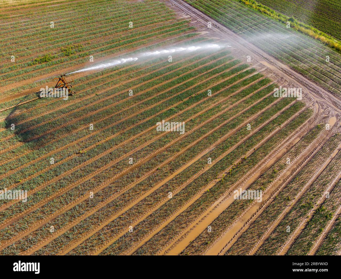 Field irrigation with mobile equipment in the drought of summer, aerial ...