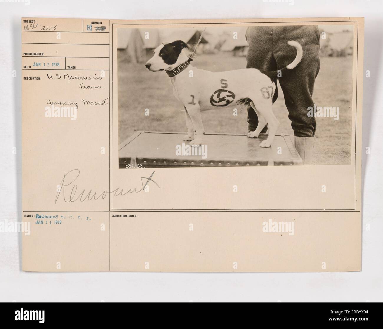 A photograph depicting a dog that serves as the mascot for a regiment ...