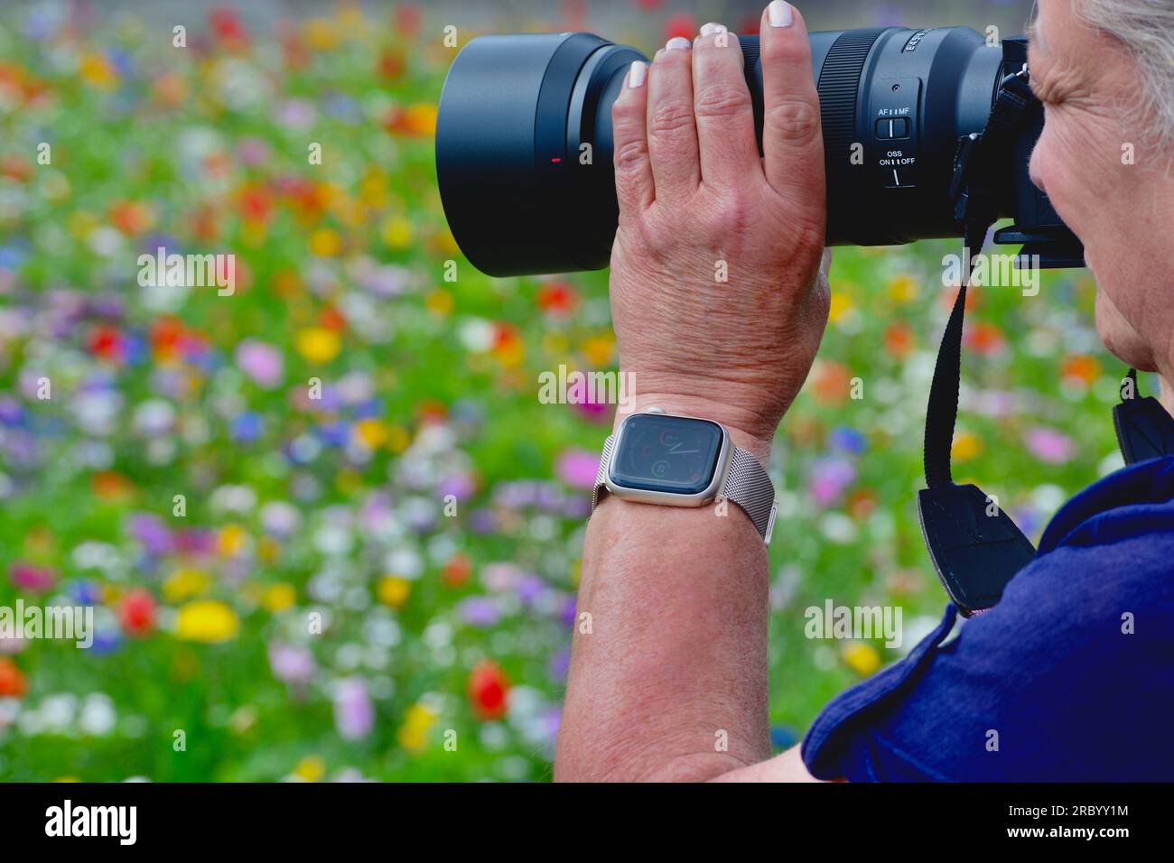 A busy honey bee flies from a pink flowers after collecting nectar in ...