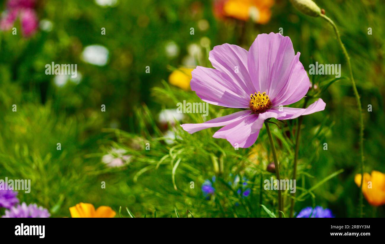 Summer wild flowers with selective focus on the wild cosmos with its ...