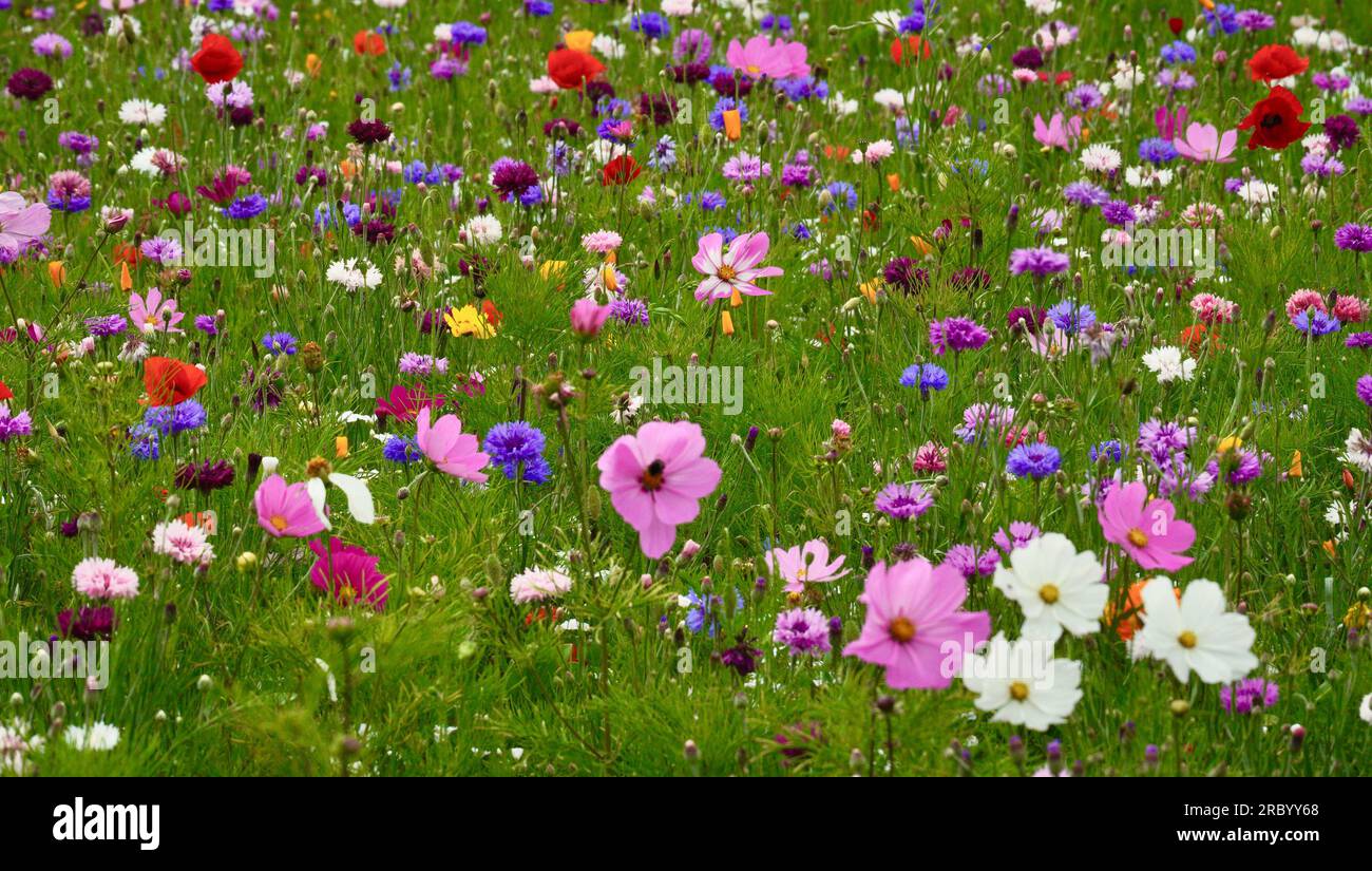 Wild flower field in the summer sunshine with vibrant coloured petals ...