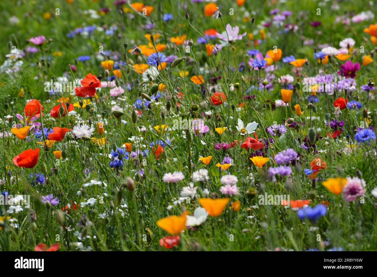 Wild flower field in the summer sunshine with vibrant coloured petals ...