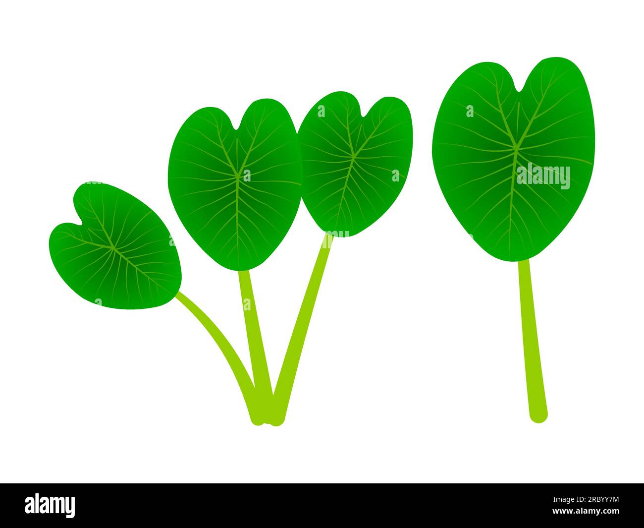 Colocasia Esculent a Leaf or Kochu pata vector logo, sign, symbol or ...