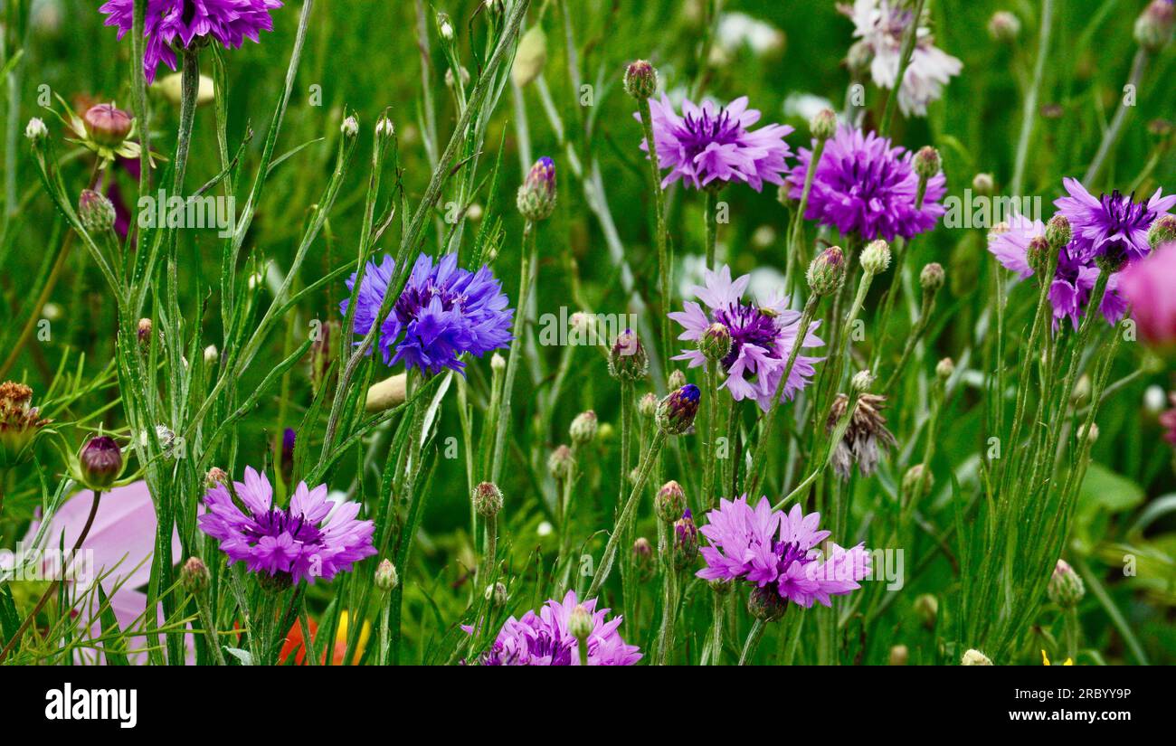 Pink and Purple Centaurea Cyanus, flowers from the cornflower family ...