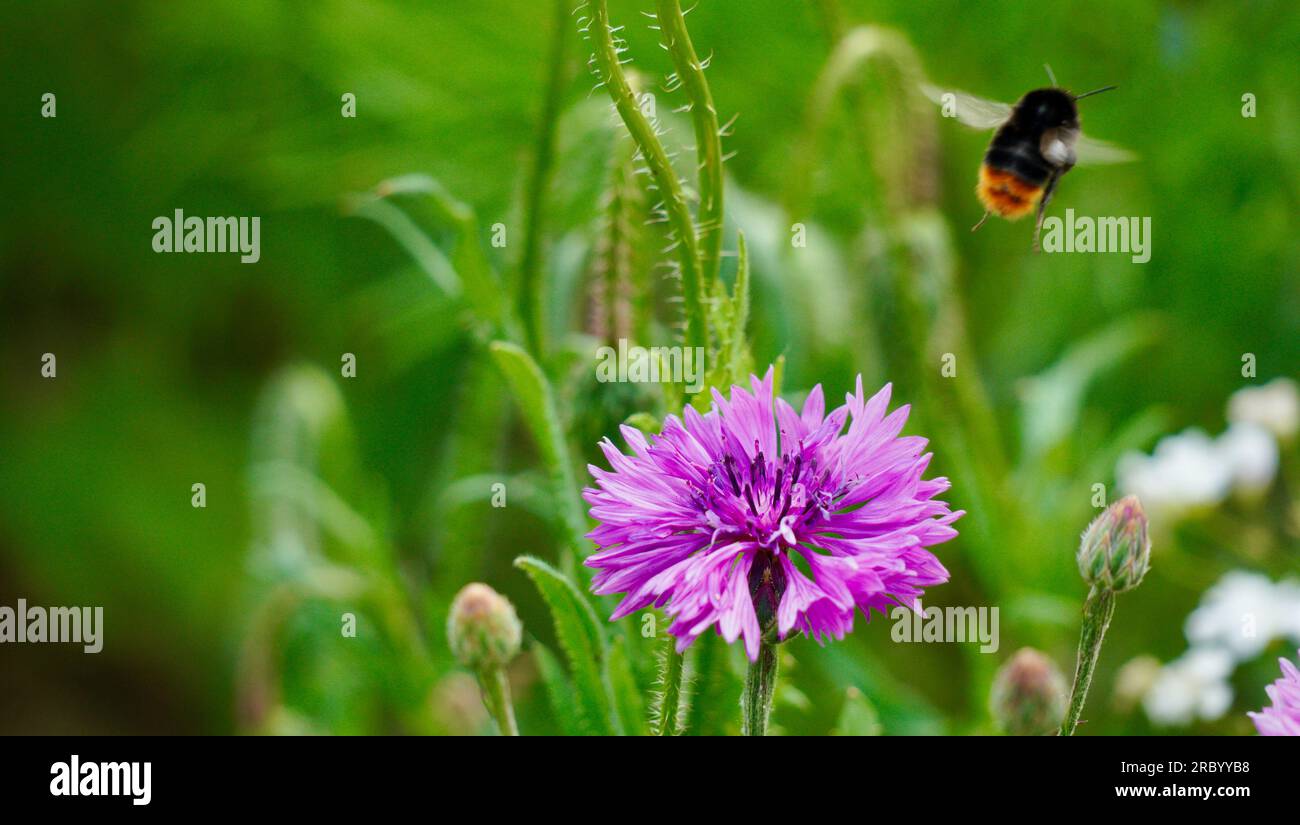 A busy honey bee flies from a pink flowers after collecting nectar in ...