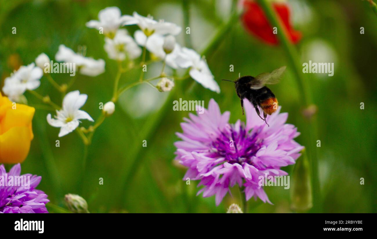 A busy honey bee flies from a pink flowers after collecting nectar in ...