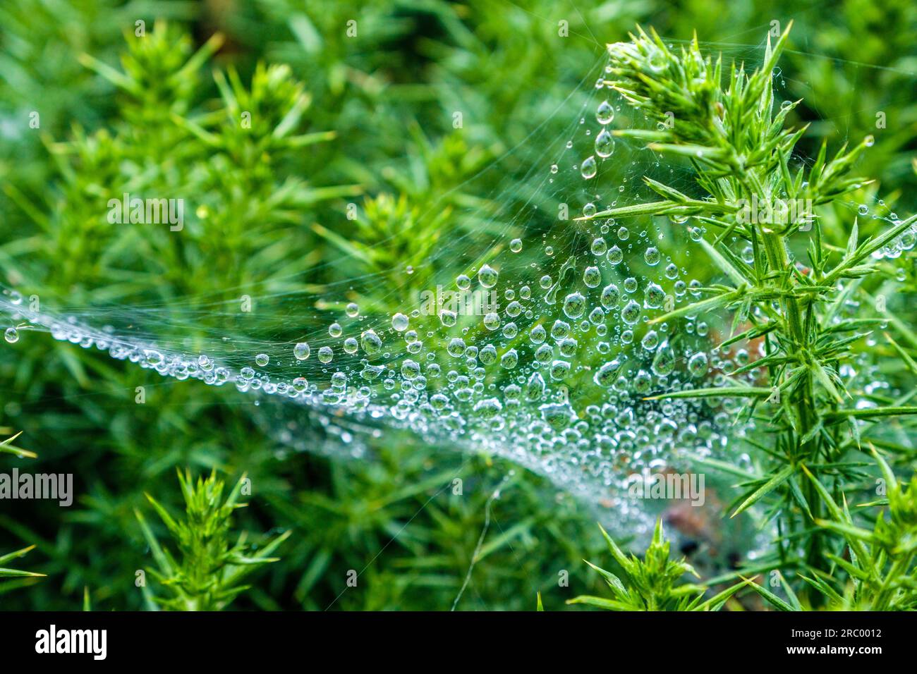 Welsh spiders hi-res stock photography and images - Alamy