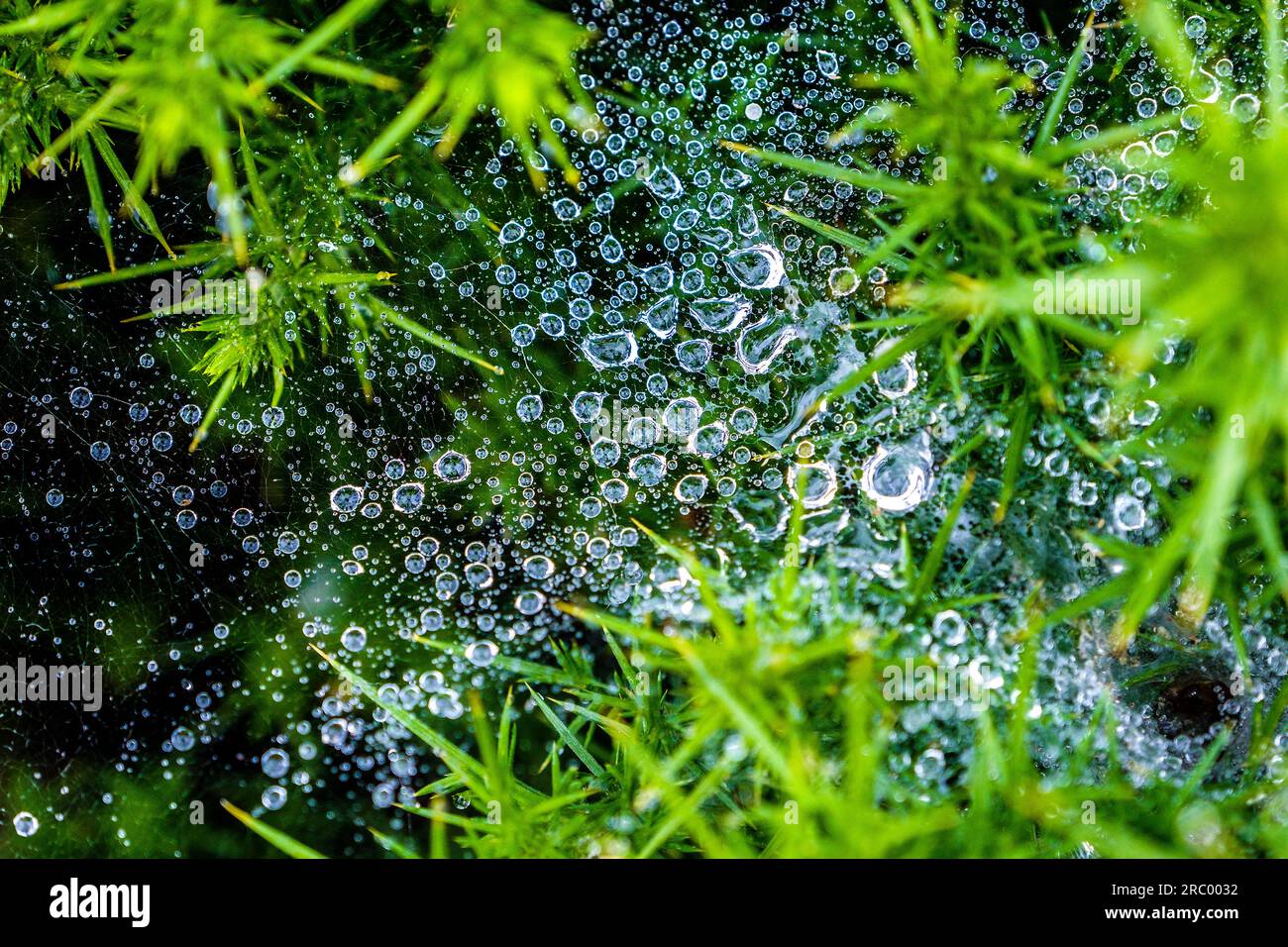 Welsh hedgerow hi-res stock photography and images - Alamy
