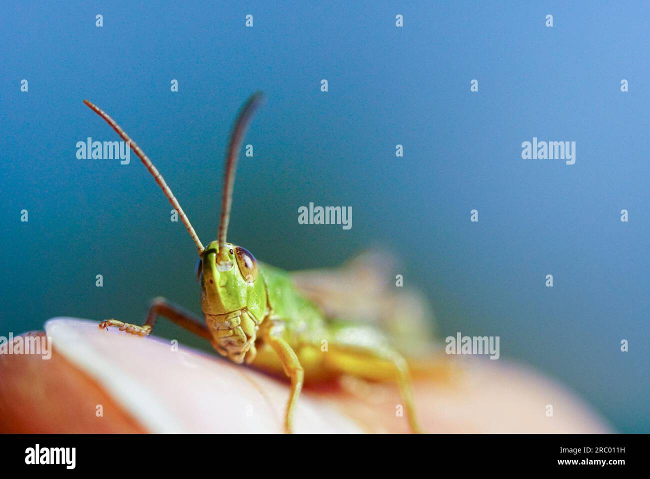 Grasshopper on Finger Front View on Sunny Day Stock Photo - Alamy