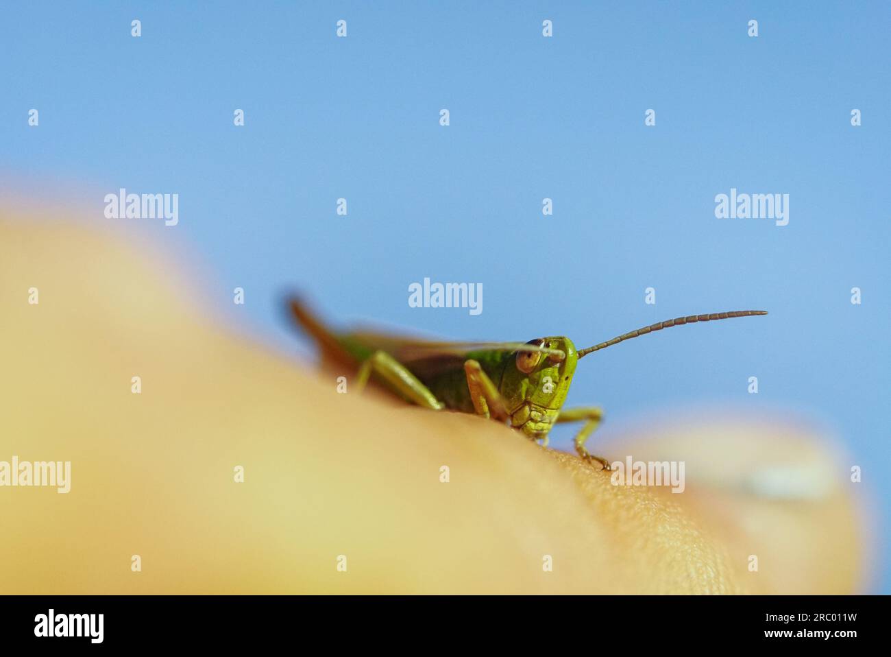 Chewing herbivorous insects hi-res stock photography and images - Alamy