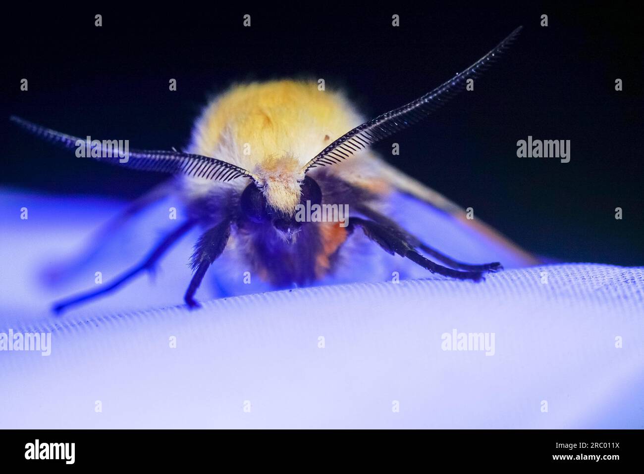 Spilosoma Luteum Moth Facing Forward on Neon Textile Stock Photo - Alamy