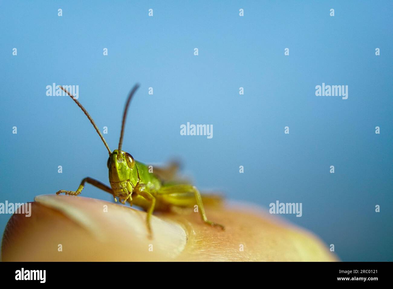 Curious Grasshopper Clenching on Finger Nail on Sunny Day Stock Photo ...