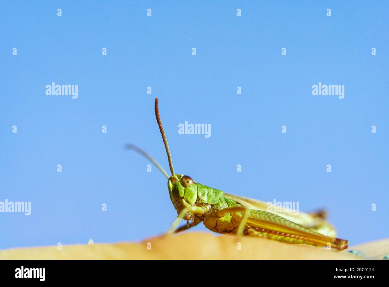 Grasshopper eyes hi-res stock photography and images - Alamy