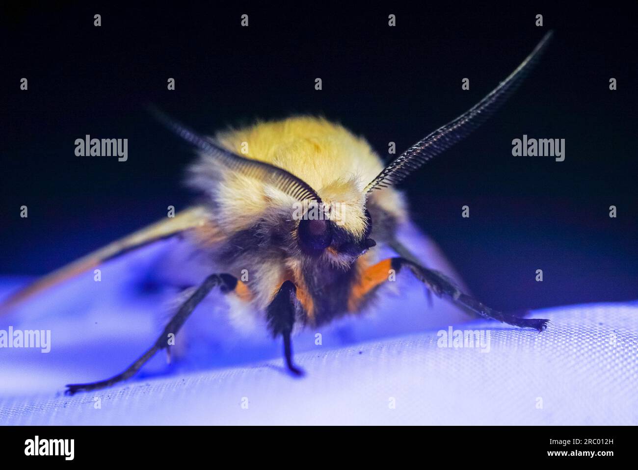 Spilosoma Luteum Moth Looking Sideways on Neon Textile Stock Photo - Alamy