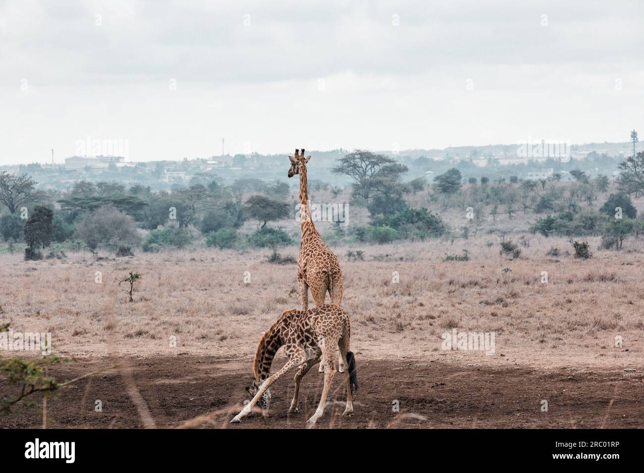 Giraffe wildlife animals black and white roaming on the lookout thick ...