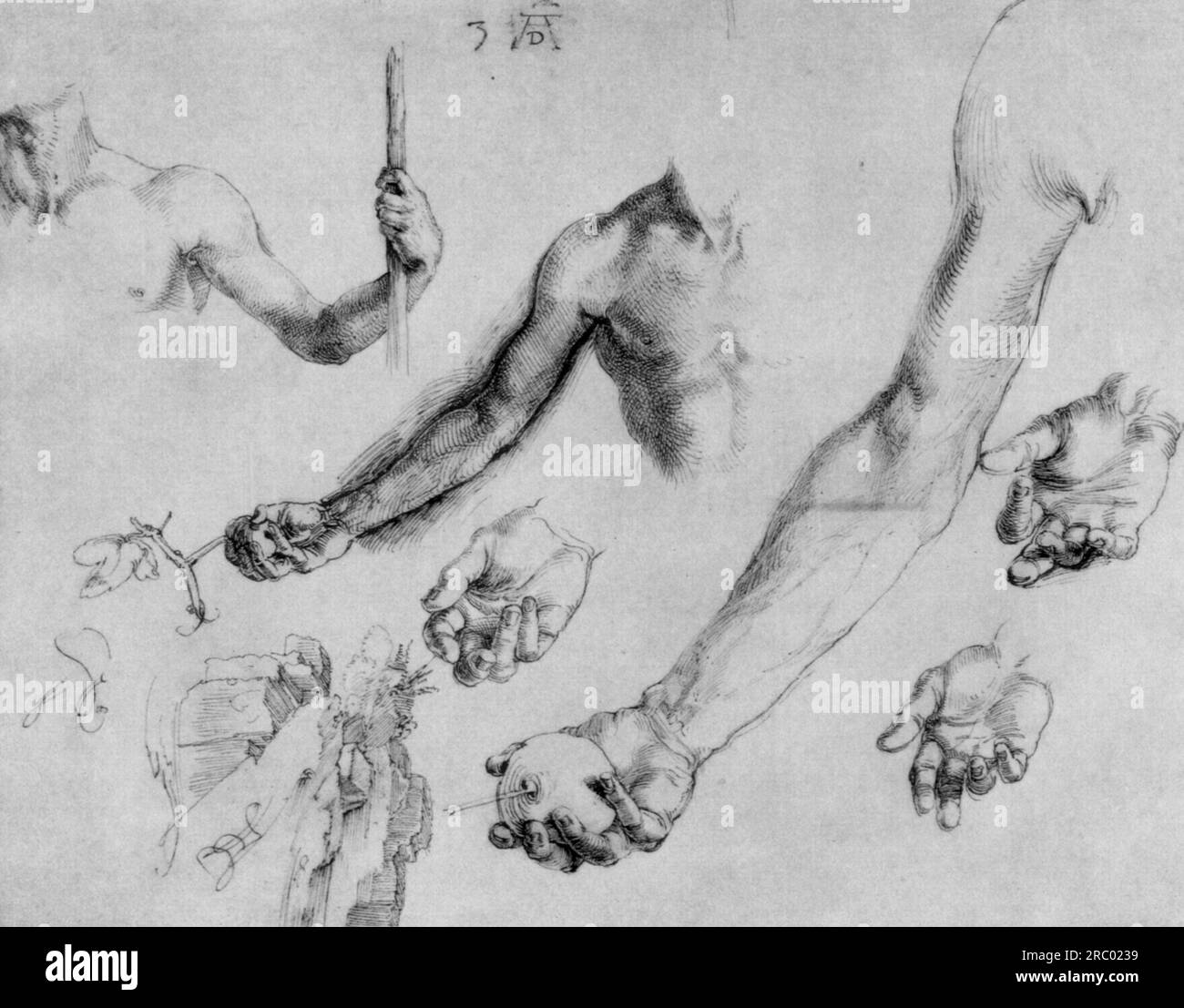 Study of male hands and arms 1504 by Albrecht Durer Stock Photo - Alamy