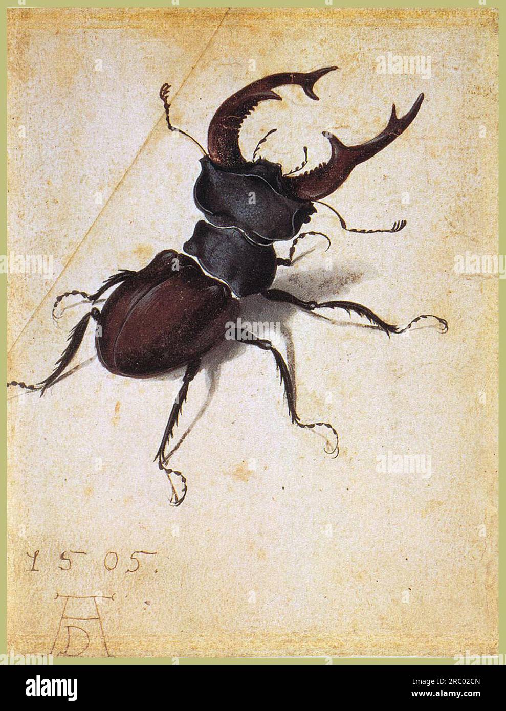 Cervus Lucanus 1505 by Albrecht Durer Stock Photo - Alamy