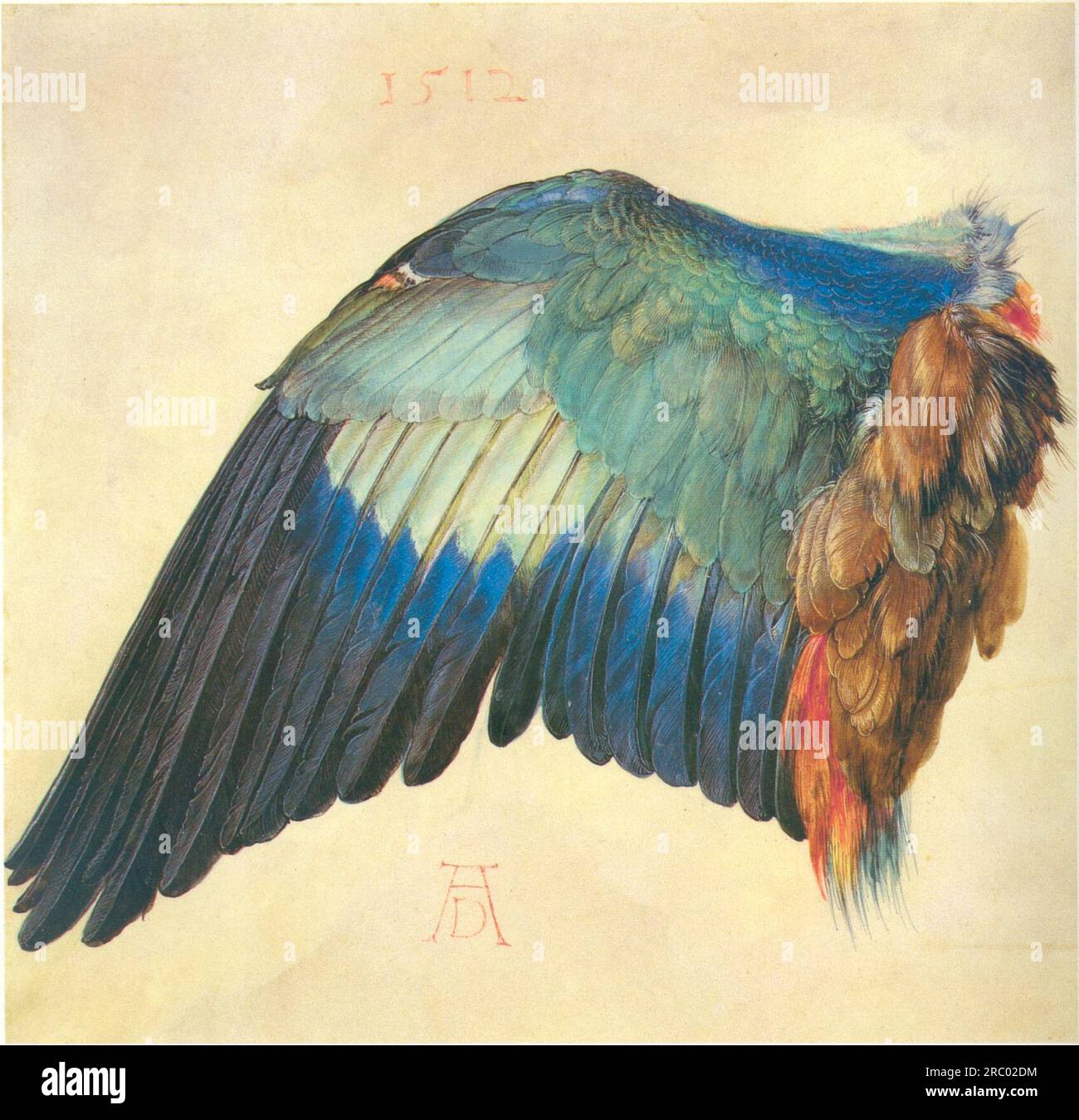 Wing of a Blue Roller 1512 by Albrecht Durer Stock Photo - Alamy
