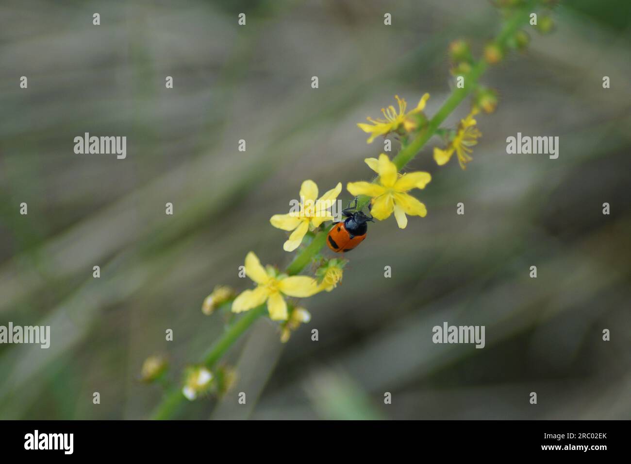 Small july beetles hi-res stock photography and images - Alamy