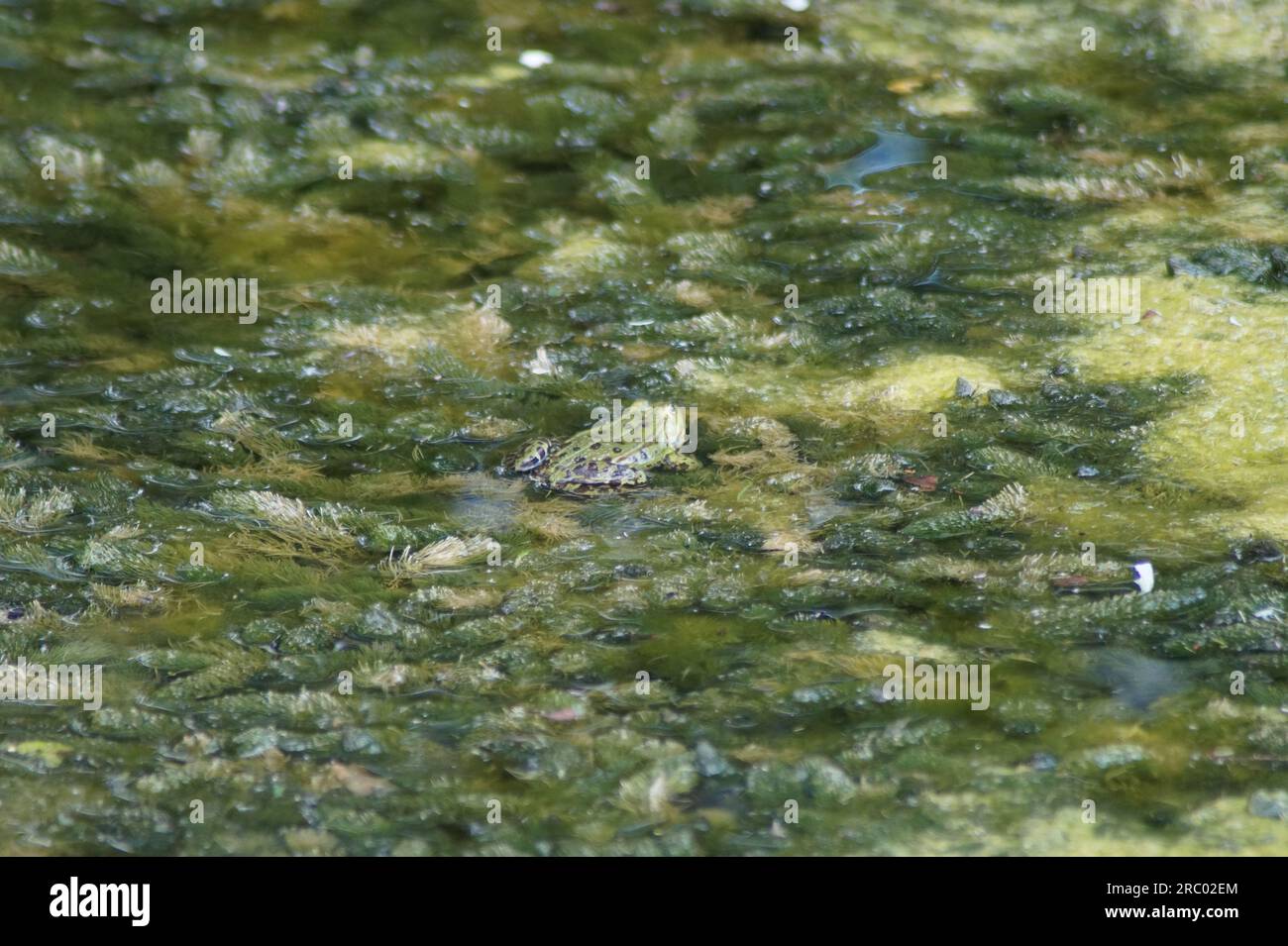 pond frog sitting in a pond, water Stock Photo - Alamy