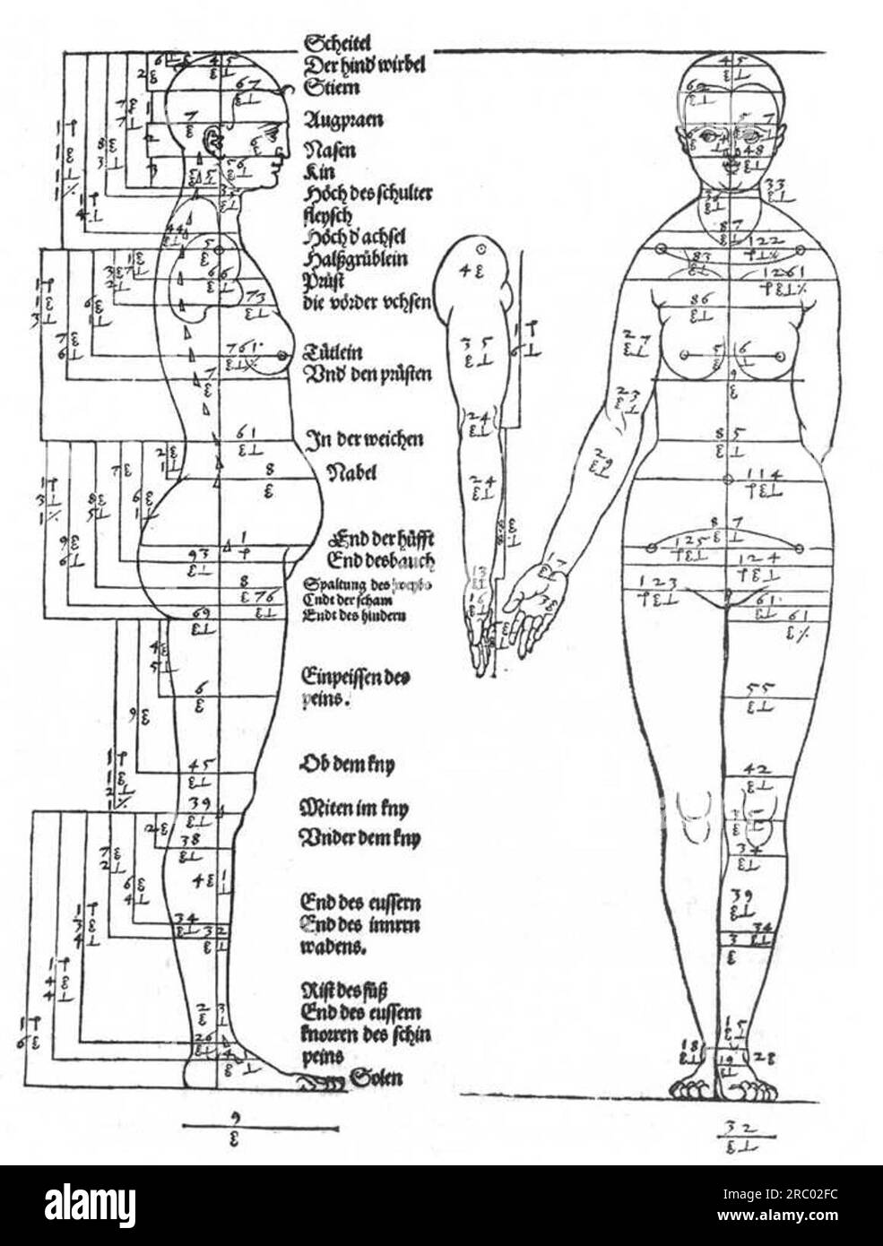 The proportions of the female body Black and White Stock Photos ...