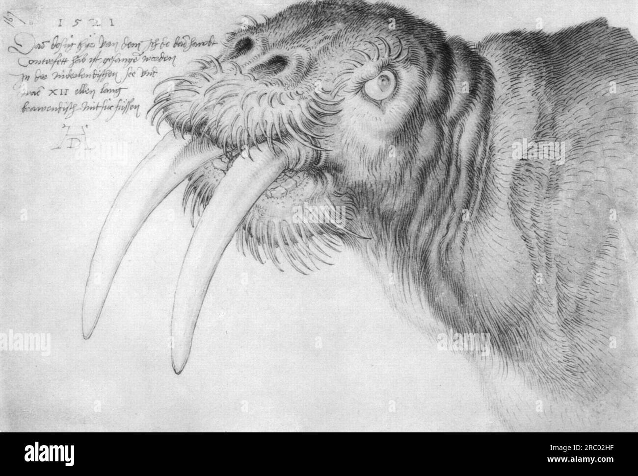 Head of a walrus durer hi-res stock photography and images - Alamy
