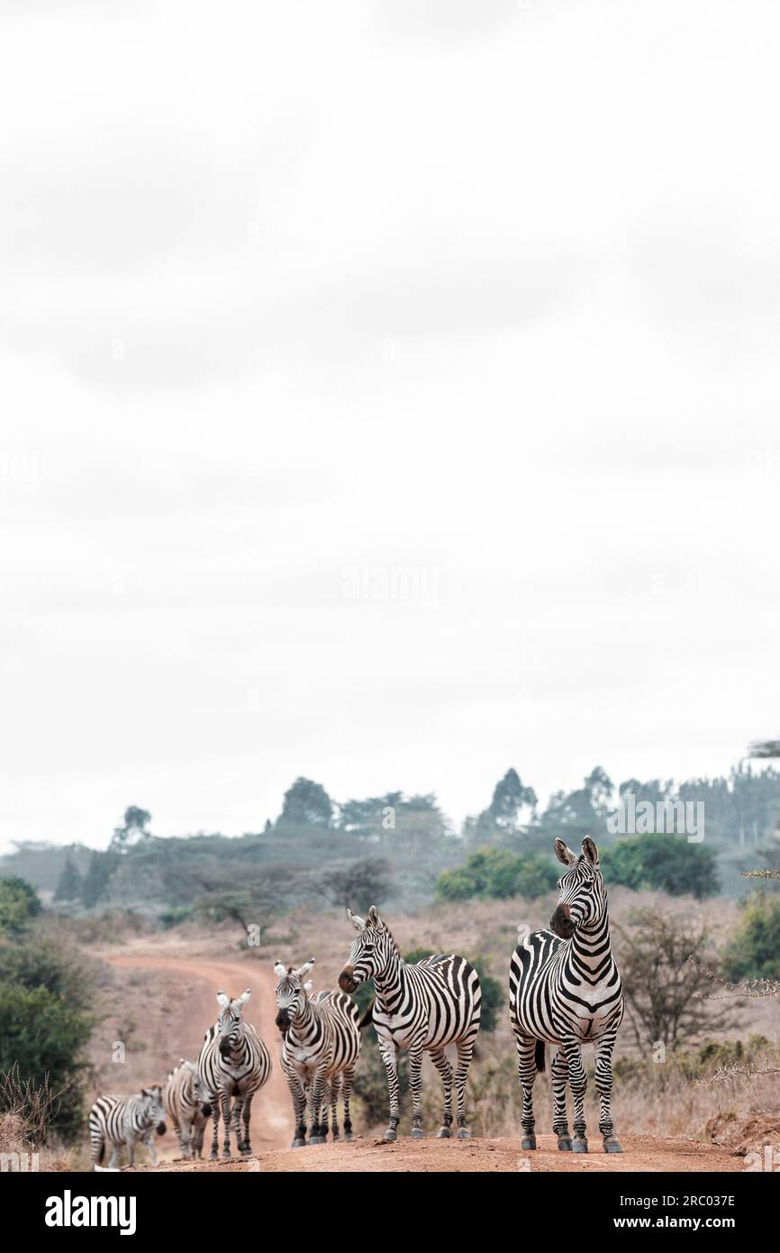 Zebras Wildlife Animals Grazing Savannah Grasslands At The Nairobi ...
