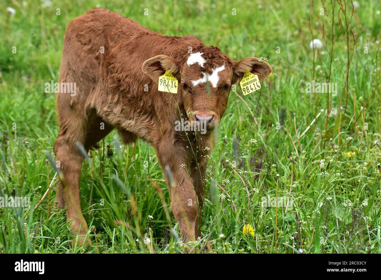 Cute little calf Stock Photo - Alamy