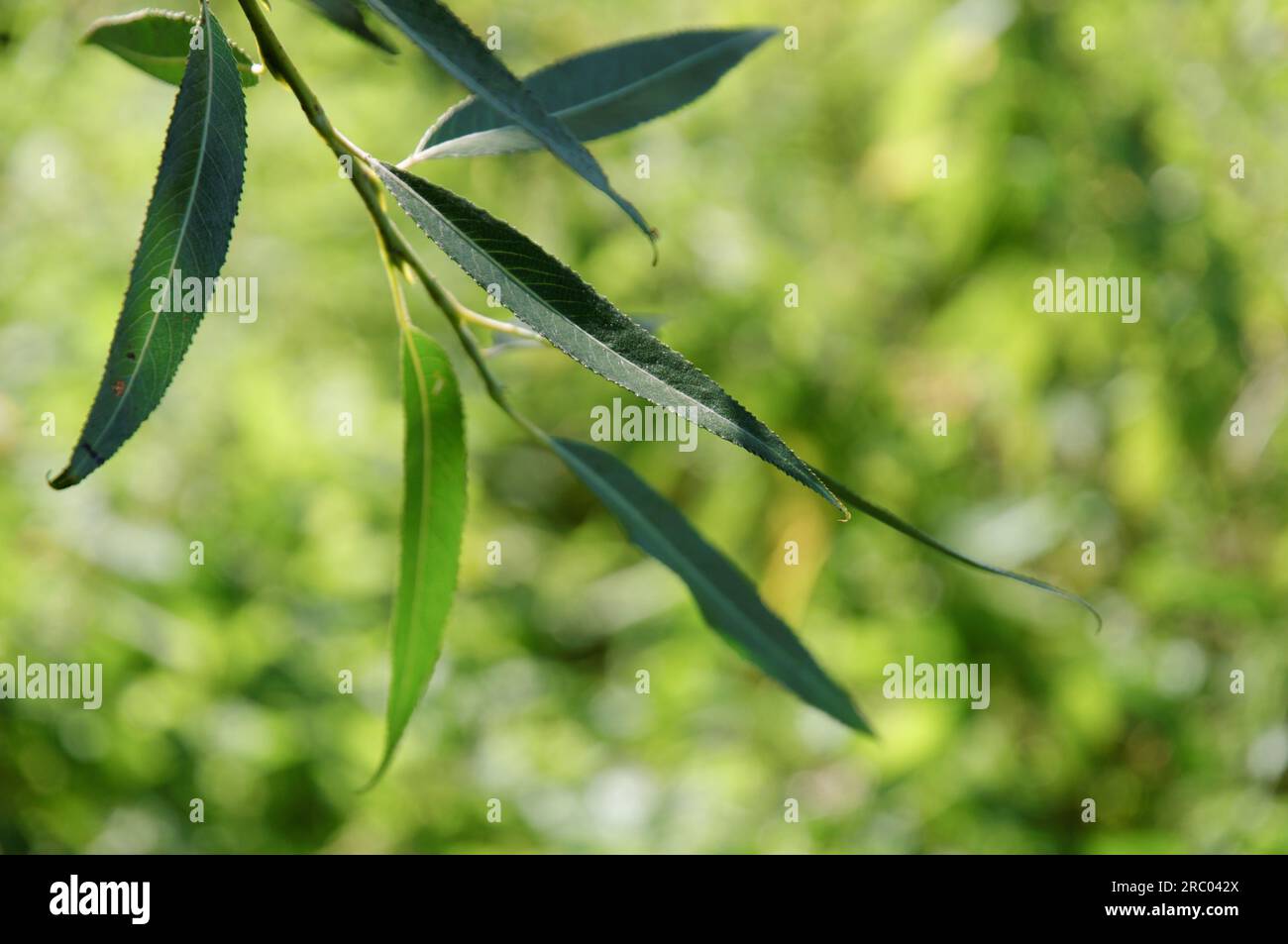 A Branch of a willow (Salix Stock Photo - Alamy